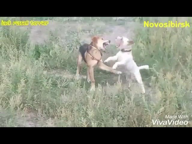 джек расселл, немного видео с ним