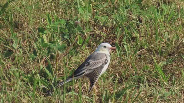 Трясогузка белоголовая_#1, Крылатское, 17 сентября 2024, 11:15 am