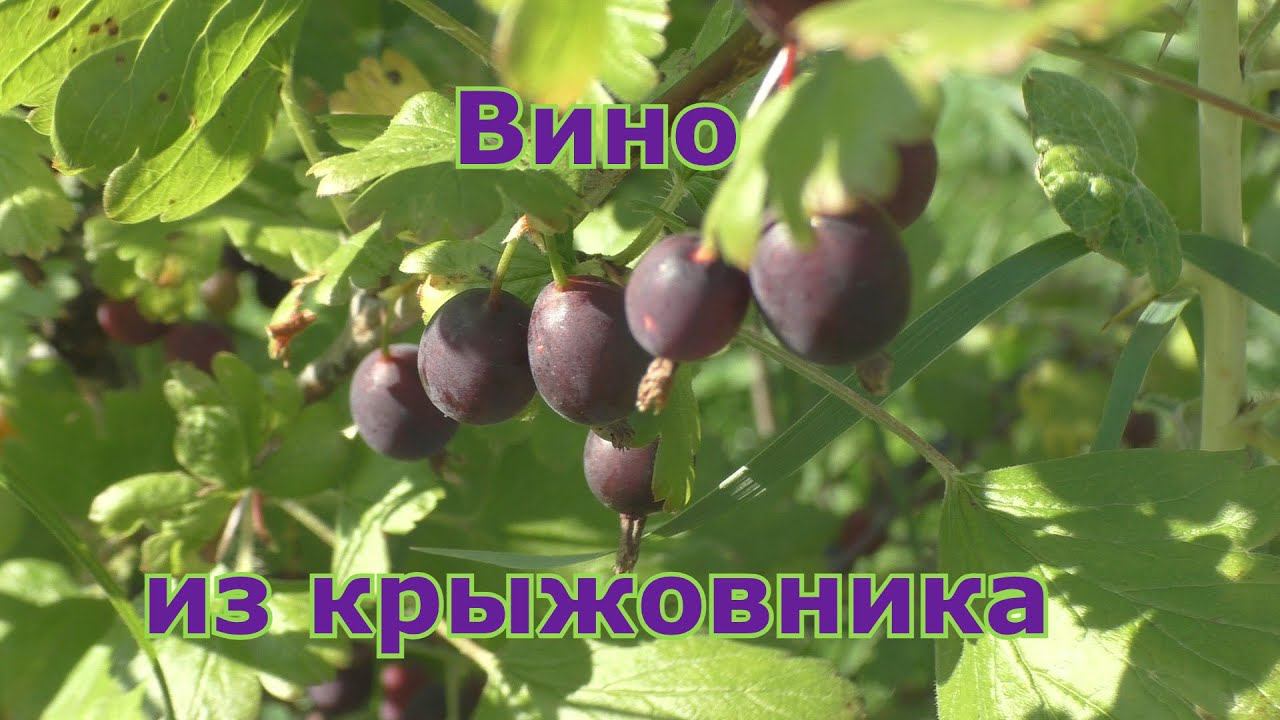 Вино из крыжовника