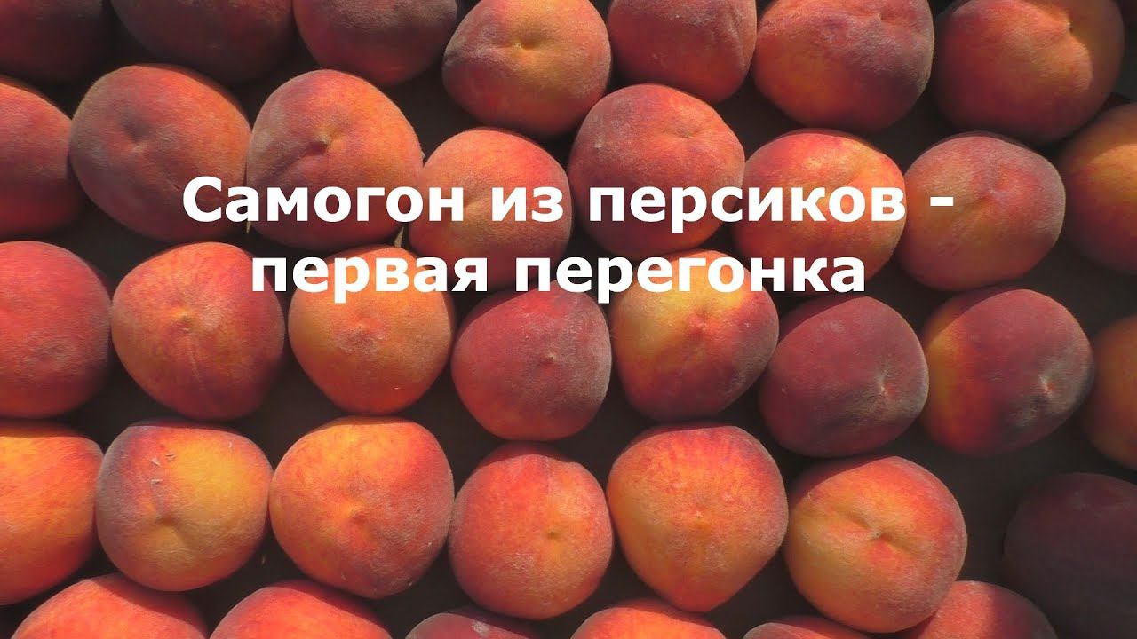 Самогон из персиков - первая перегонка