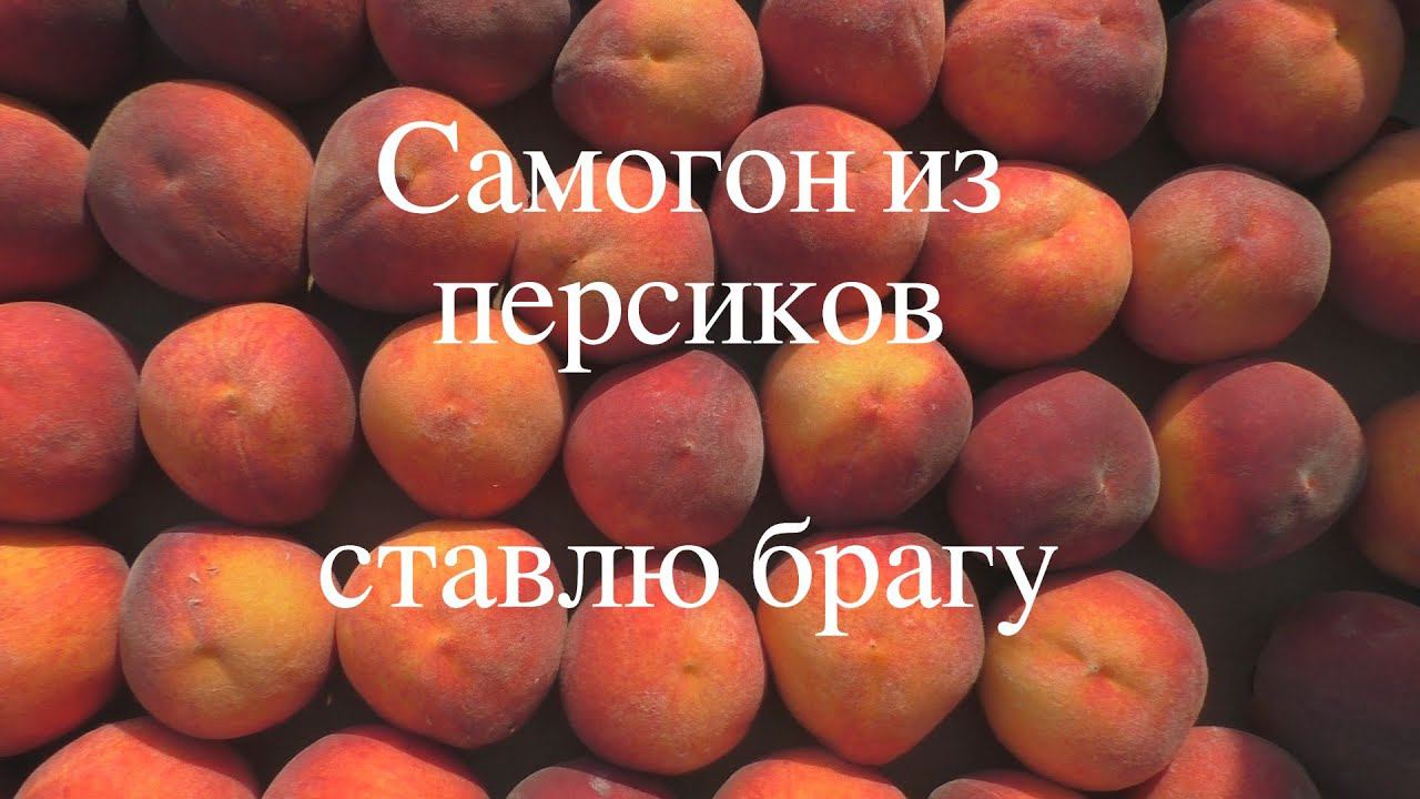 Самогон из персиков - ставлю брагу