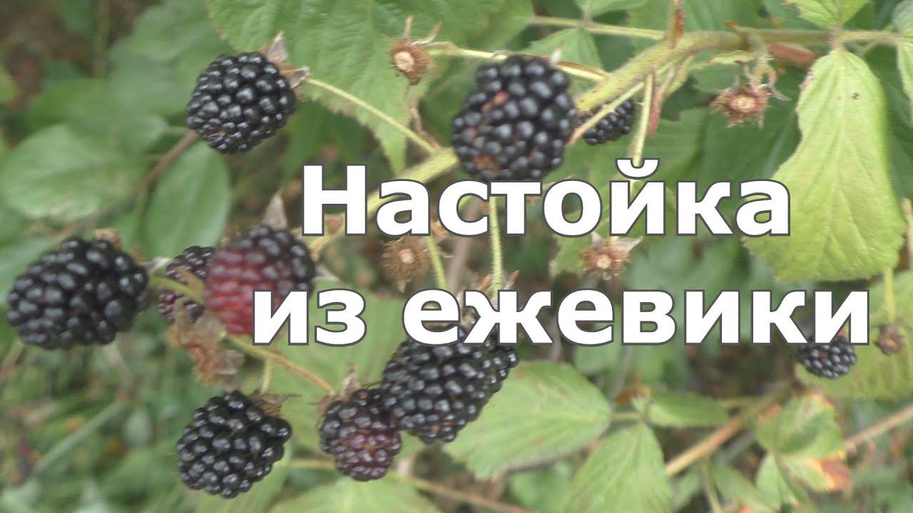 Настойка из ежевики
