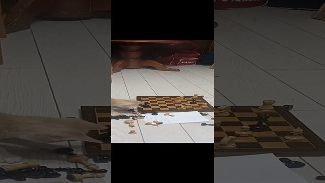 Котенок играет в шахматы.