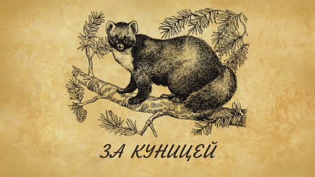 За куницей