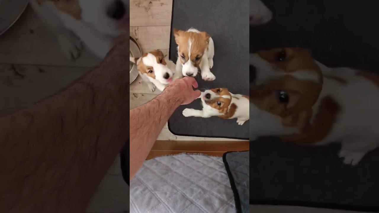 щенки джек рассела радостные такие