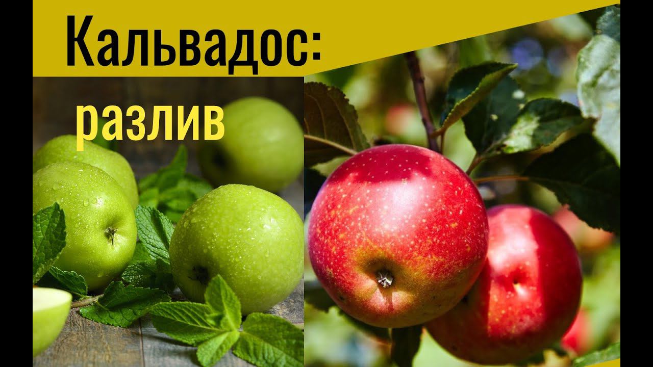 Кальвадос разлив и дегустация