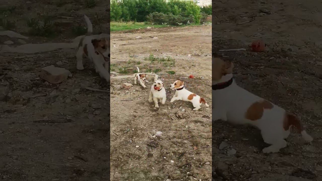 джек расселы на прогулке