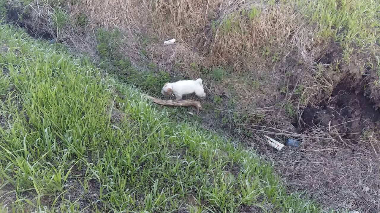 Для джек рассела не бывает больших палок