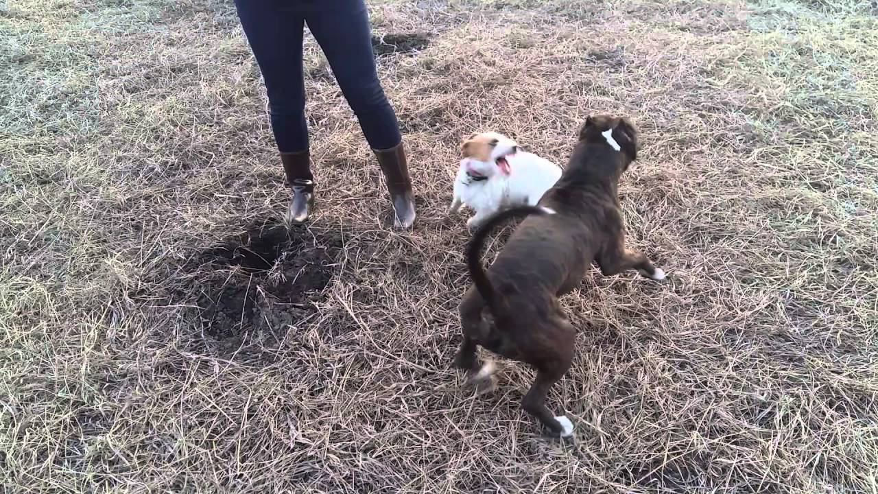 Джек рассел  против стаффа