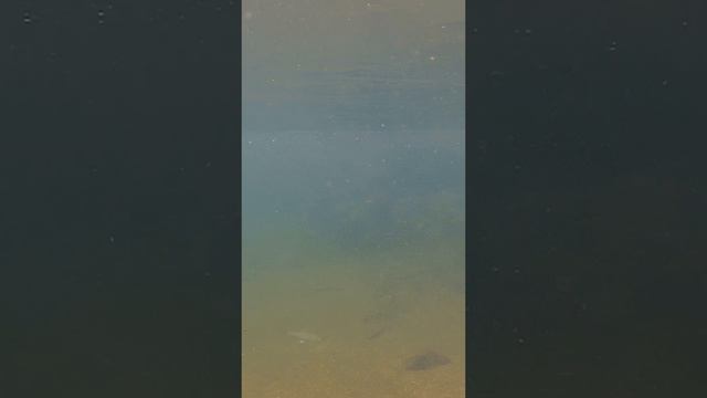 Хариус играется...