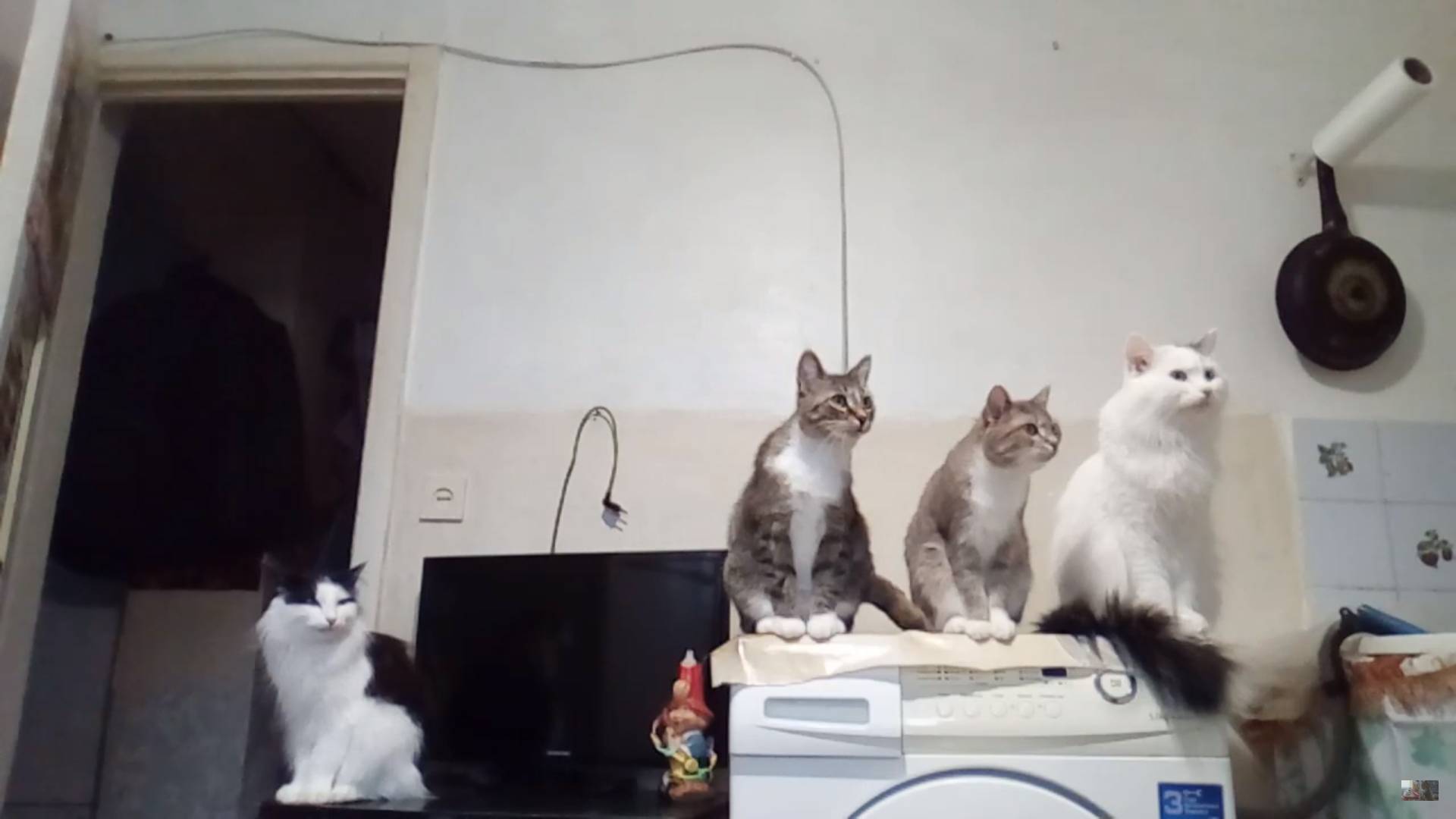 22 марта 2019 г. Говорят кошкам рыбу Нельзя.