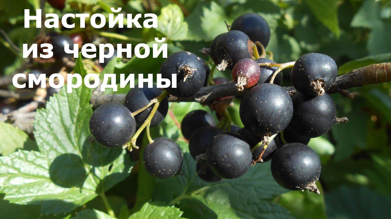 Настойка "Черная смородина"