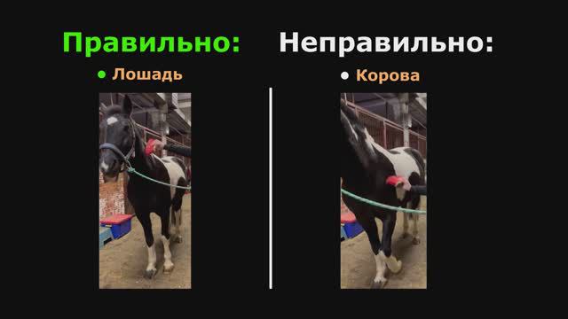 (Ru) Нейронная сеть YOLO распознаёт объекты в движении 👀