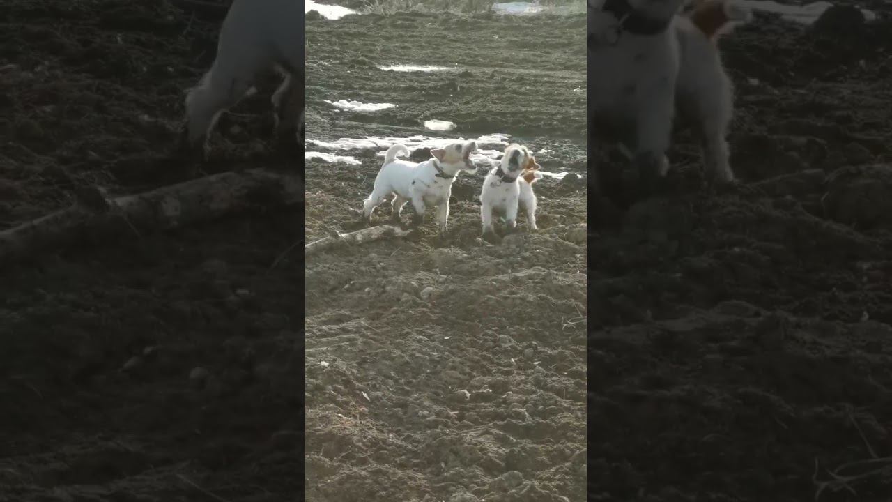 когда мы гуляем нас слышат все. ну очень громкие они