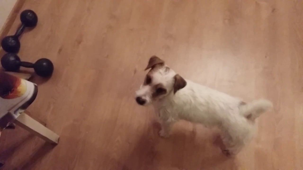 Джек рассел терьер. Тихий, спокойный, послушный пес