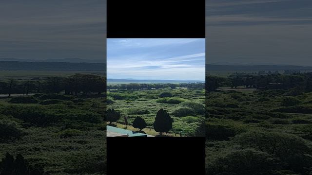 Самшитовая роща.Вид из окна.VID20240603091008