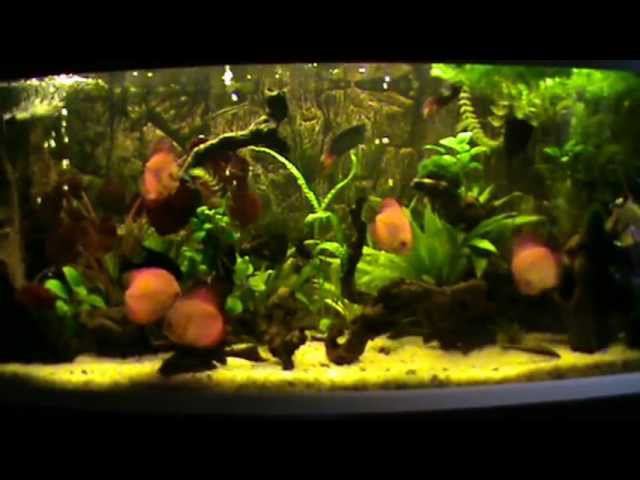 12 июня 2012 205-3.MPG