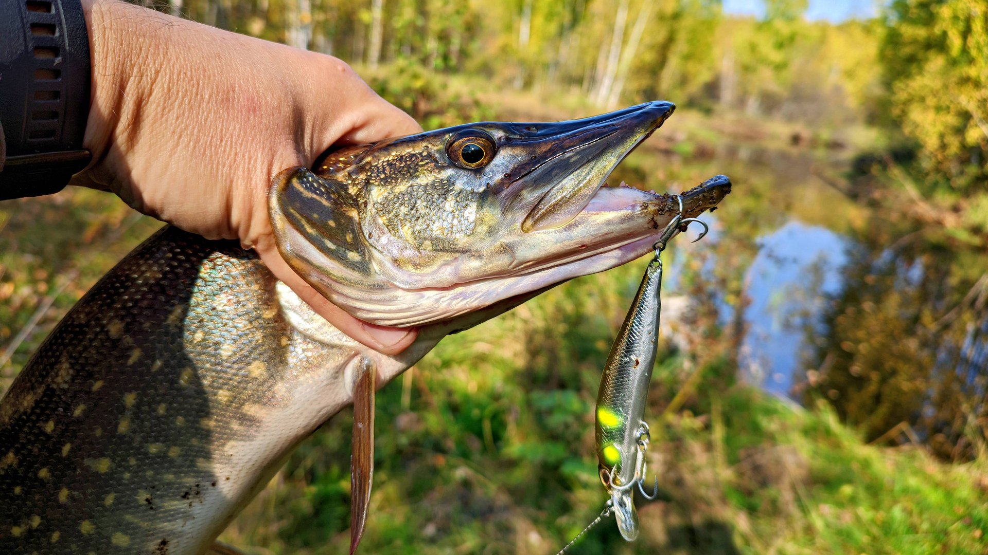 Поехал прокатиться, взял с собой спиннинг. Смотри, что из этого вышло. Карпинск
