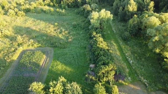 Полет над Дмитриево