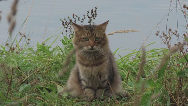 Котик-рыболов_#2, ч.1, Крылатское, 19 сентября 2024