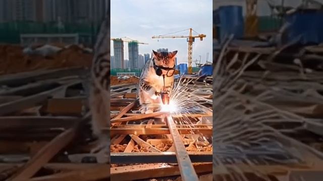 Котики работают