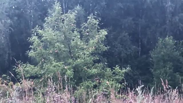 УРОЖАЙ БЕЗ УДОБРЕНИЙ