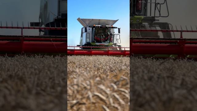 Уборка пшеницы в Сибири CLAAS TRION 730 #shorts