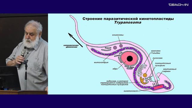 2. Надцарство Excavata. Зоология беспозвоночных - Малахов В.В. Teach-in.