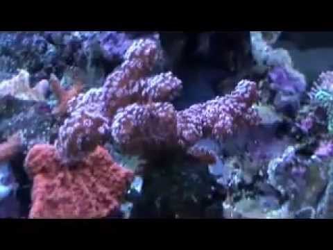 Торпеда-2.5 мес.11.04.2013