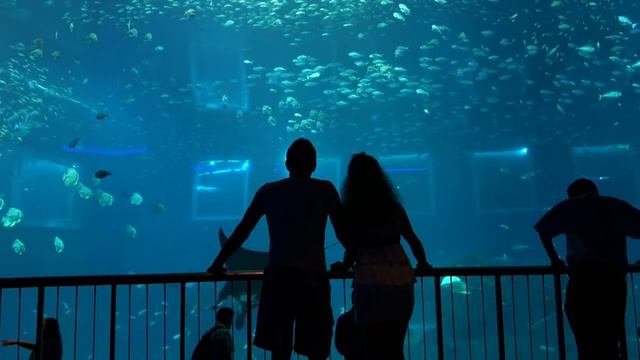 Самый большой океанариум В МИРЕ, Сингапур