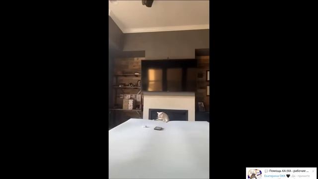 прикольные котики 4 часть