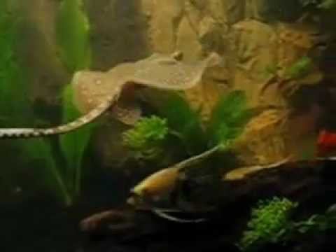 Скат МОТОРО Глазчатый 25.03.11г.wmv