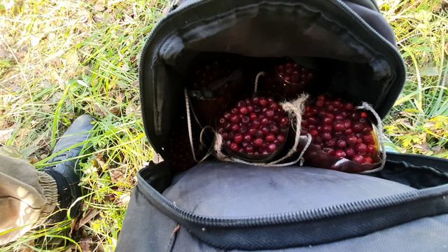 19. 09. 2024 г. За бояркой на Томи.