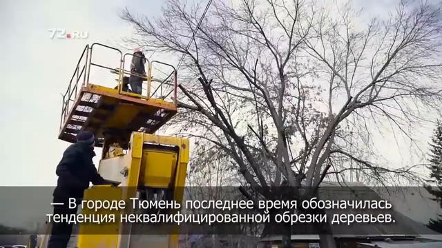 Обрезка деревьев в Тюмени  | Dream