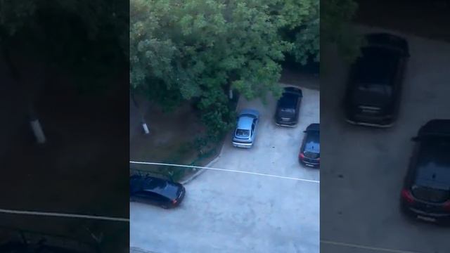 Стрижи за моим окном.