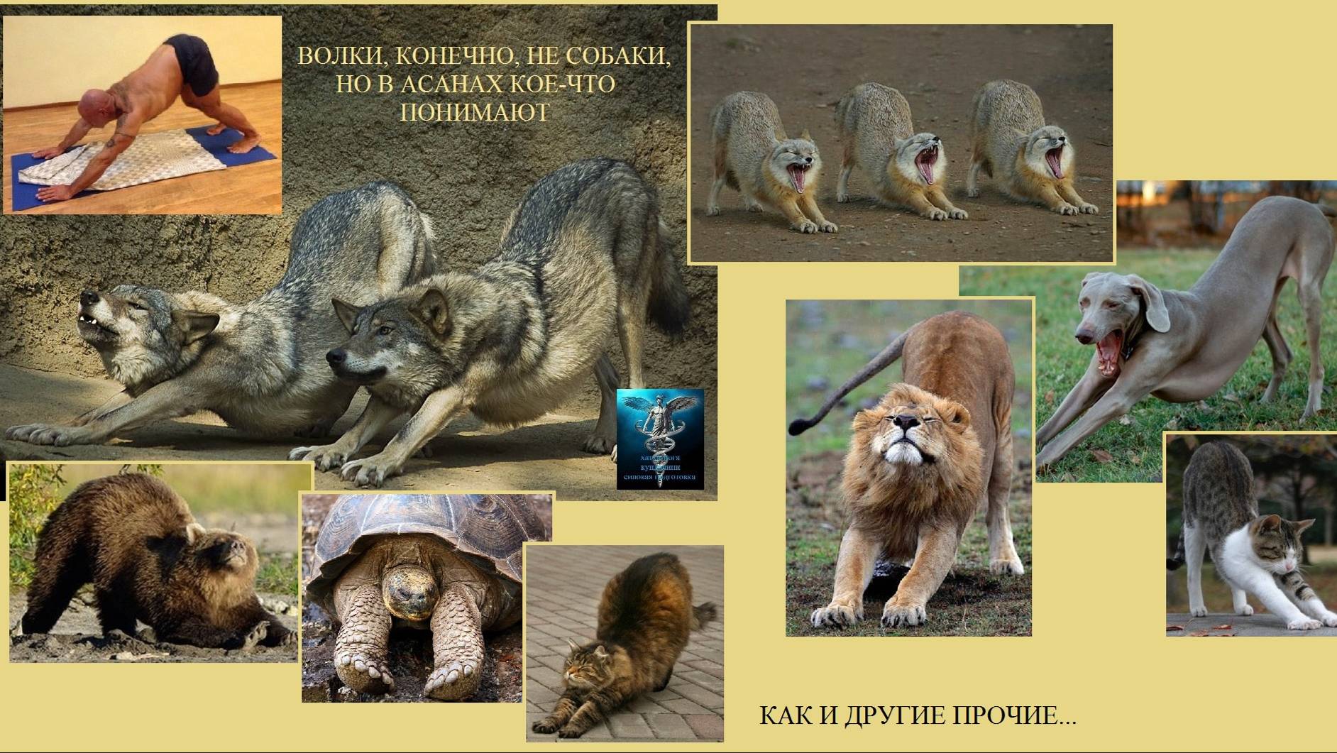 Адхо Мукха Шванасана (поза собаки мордой вниз). Начало.