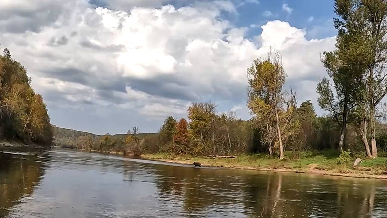 ВСТРЕЧА С ДИКИМ КАБАНОМ НА РЫБАЛКЕ