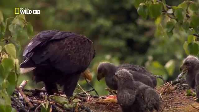Дикая Канада. Часть 2.Западные территории