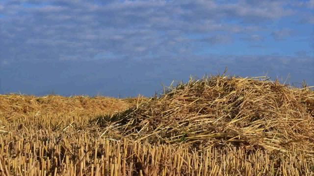 Где дёшево взять мульчу