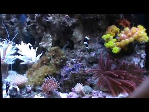  Кормление Трубастреи.MPG