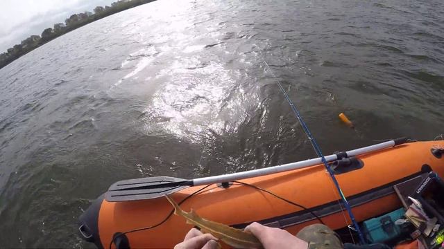 Забагрил случайно стерлядку,отпущена на волю.