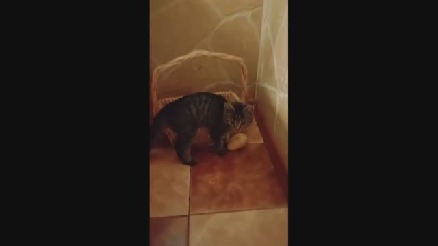 Танцы с картошкой