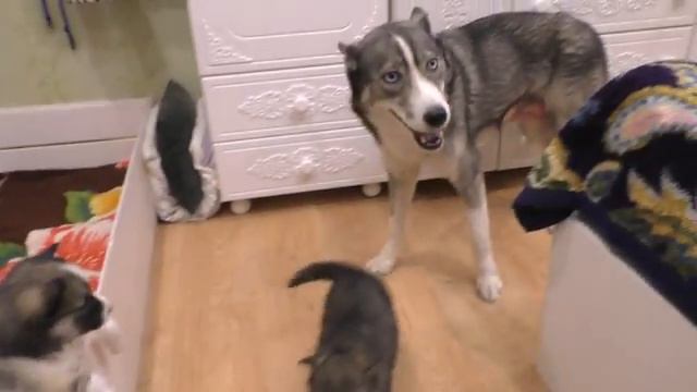 Щенки Хаски требуют свободу!