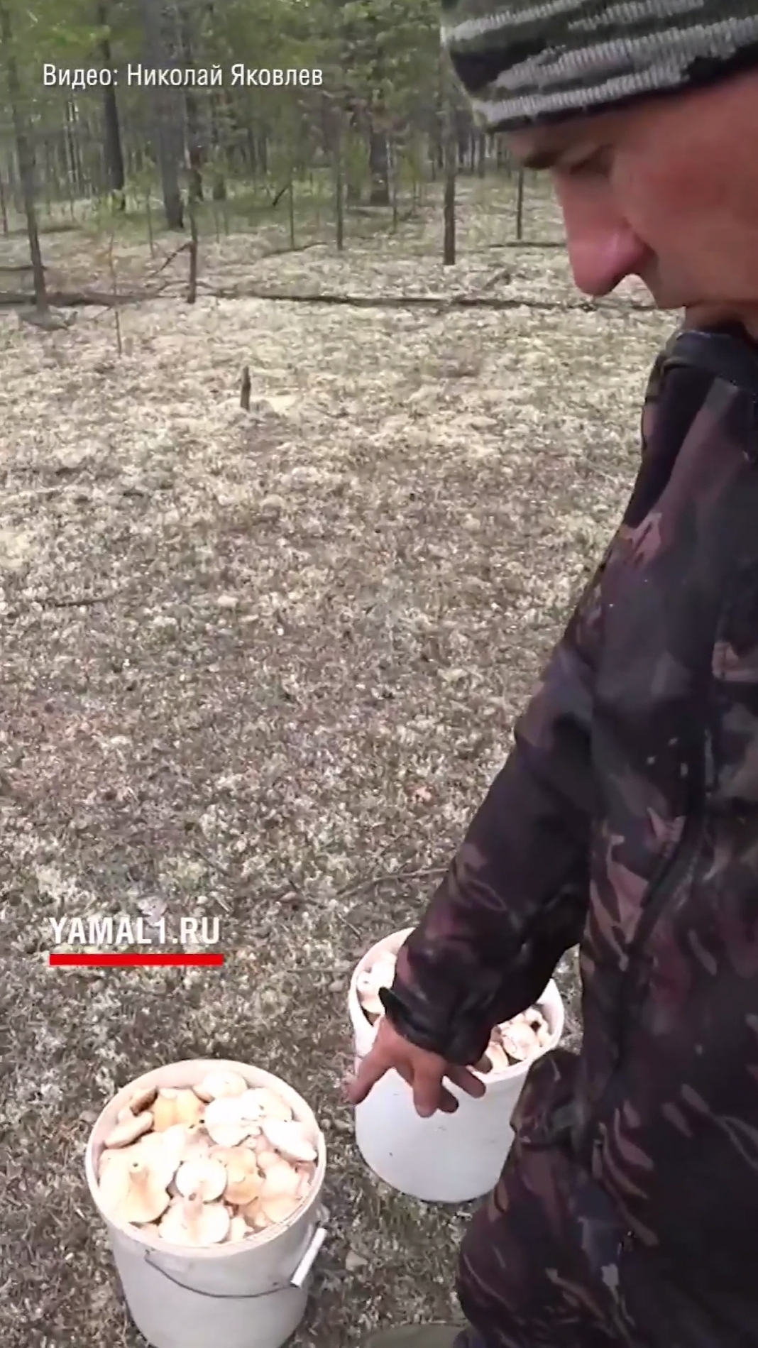 Лес усыпан грибами!!! Хоть косой коси!!!