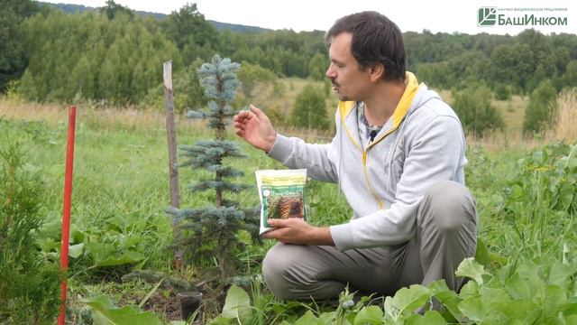 Гуми-Оми хвойные - удобрение для хвойных. Инструкция по применению