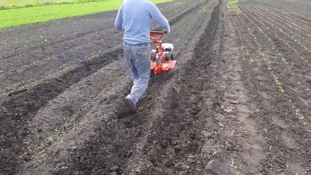 Мотоблок Агат Прополка картофеля полольниками-рыхлителями!