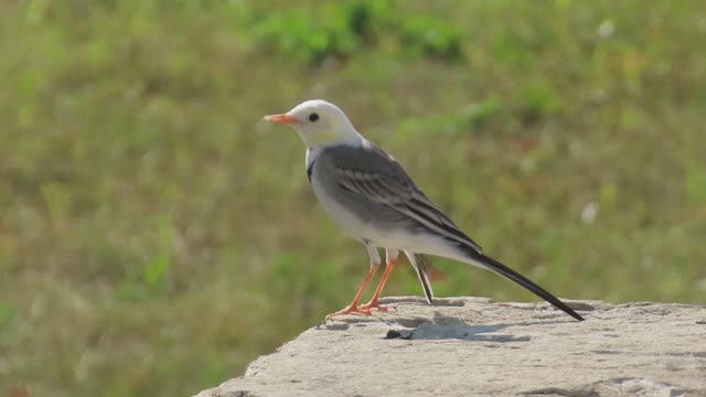 Трясогузка белоголовая_#2, Крылатское, 18 сентября 2024, 11:04 am