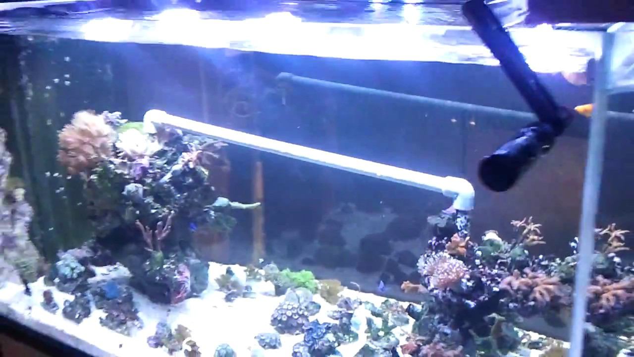 Торпеда1 4 месяца.