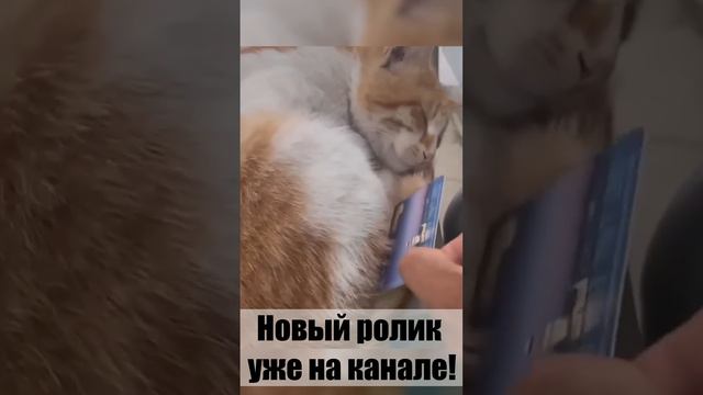 Смешная нарезка эпичных фраз Сергея Дружко #shorts #shortsvideo #коты #юмор