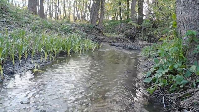 Звуки природы. Шум реки, пение птиц, медитация. Relaxing to the sounds of the river, birdsong